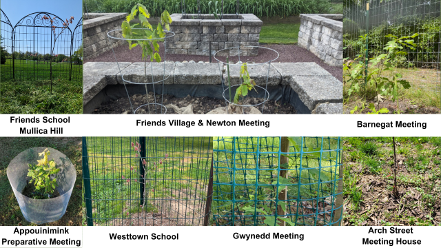 Salem Oak Tree · Philadelphia Yearly Meeting