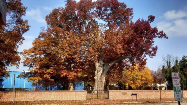 Salem Oak Tree · Philadelphia Yearly Meeting